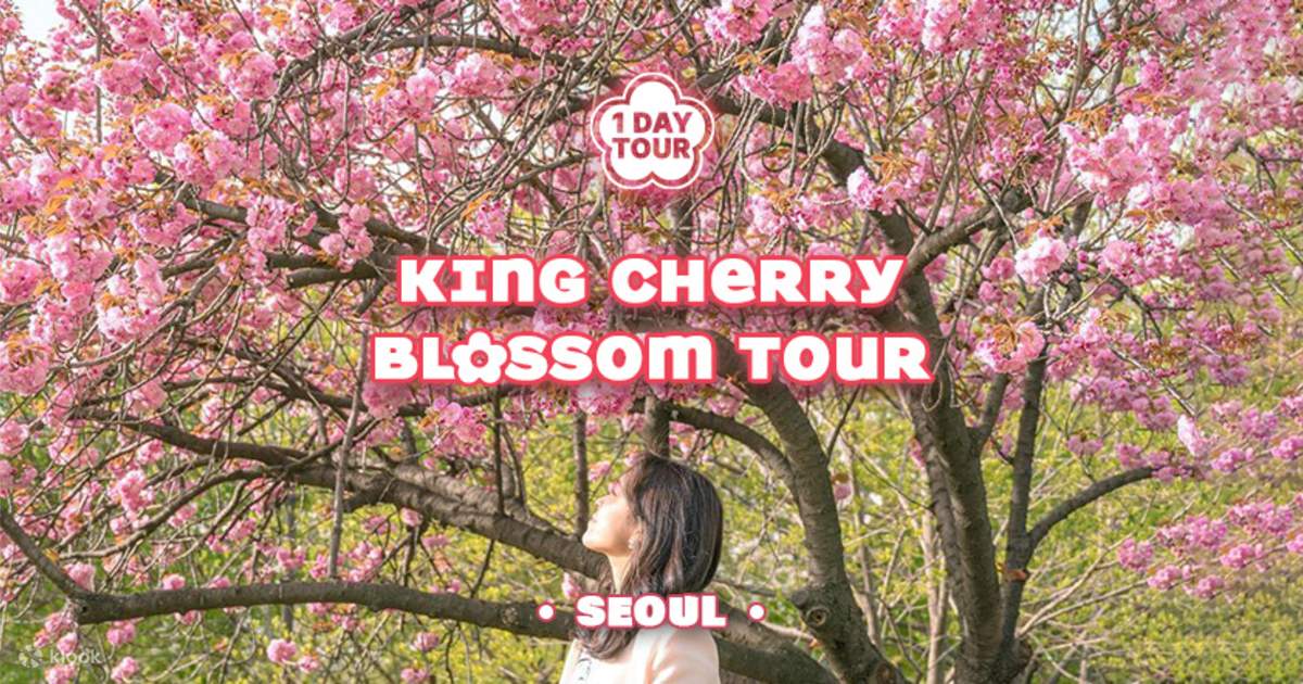 Seoul King Cherry Blossoms Trip - Klook Stati Uniti